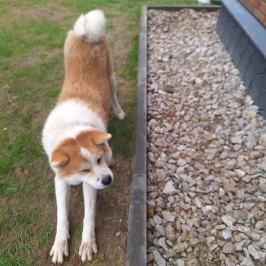 Собаки бесплатно в добрые руки