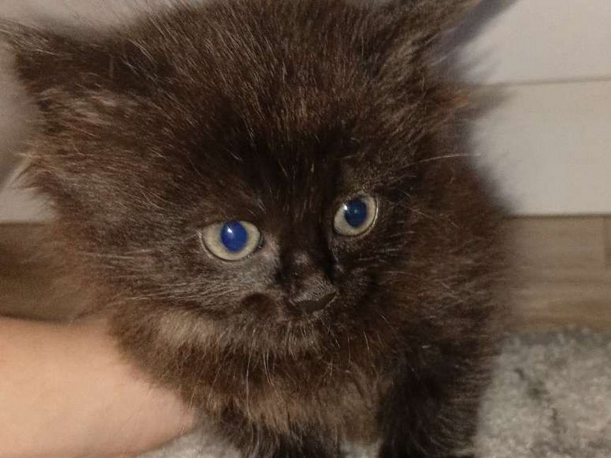 Котёнок в добрые руки 1.5 месяца