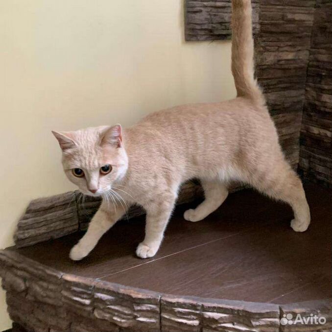 Рыжий котик 7 мес кастрирован