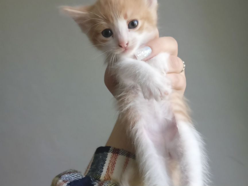 Котята в добрые руки мальчики