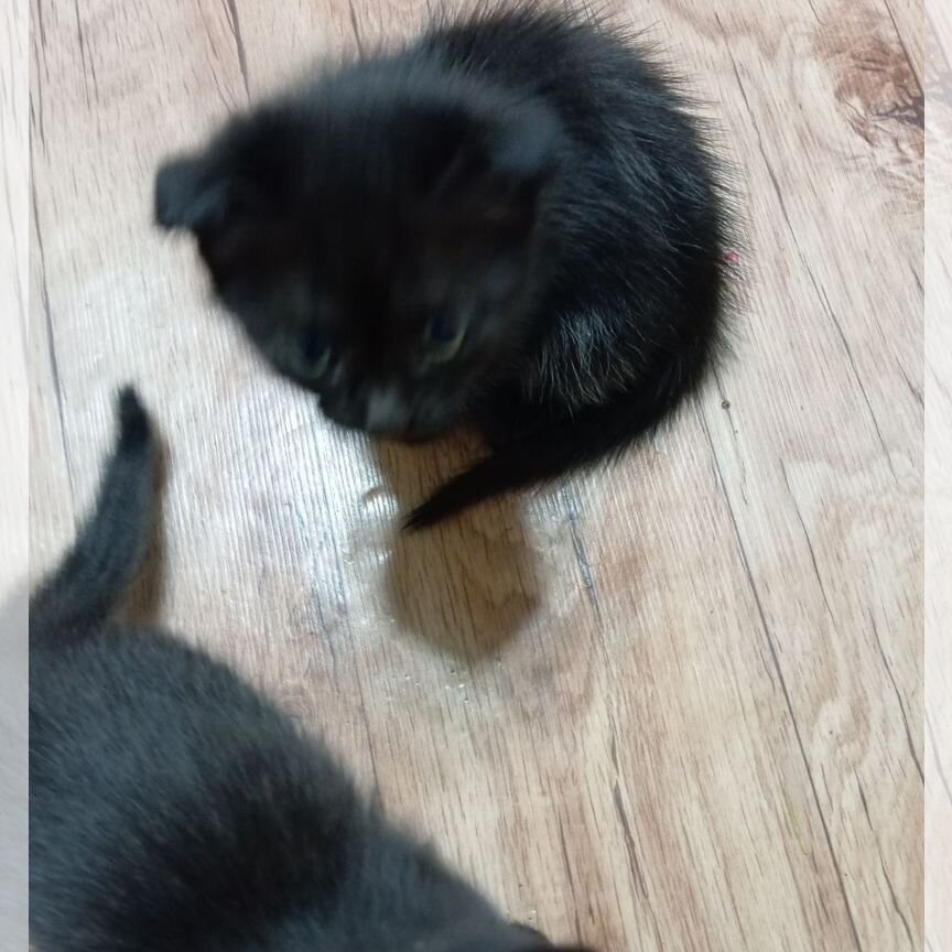 Шотландский вислоухий короткошёрстный котёнок
