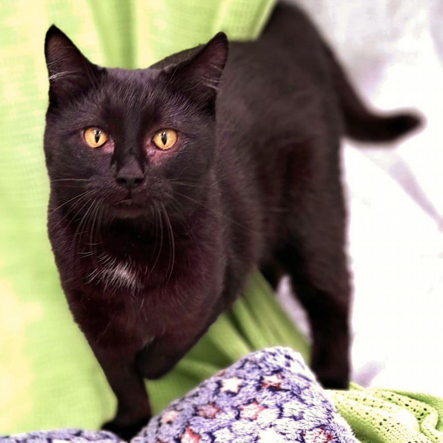 Красивая черная кошечка Жули заботливым людям