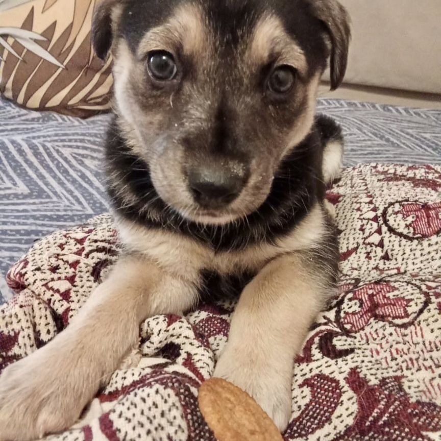 Щенок девочка в добрые руки