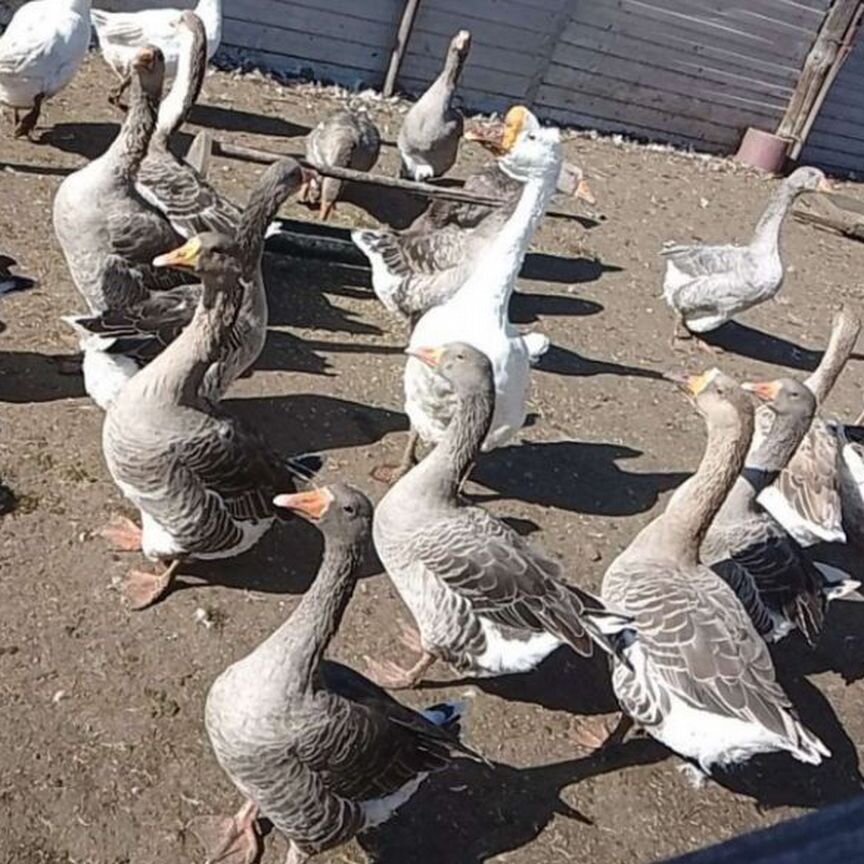 Гуси на племя или на мясо