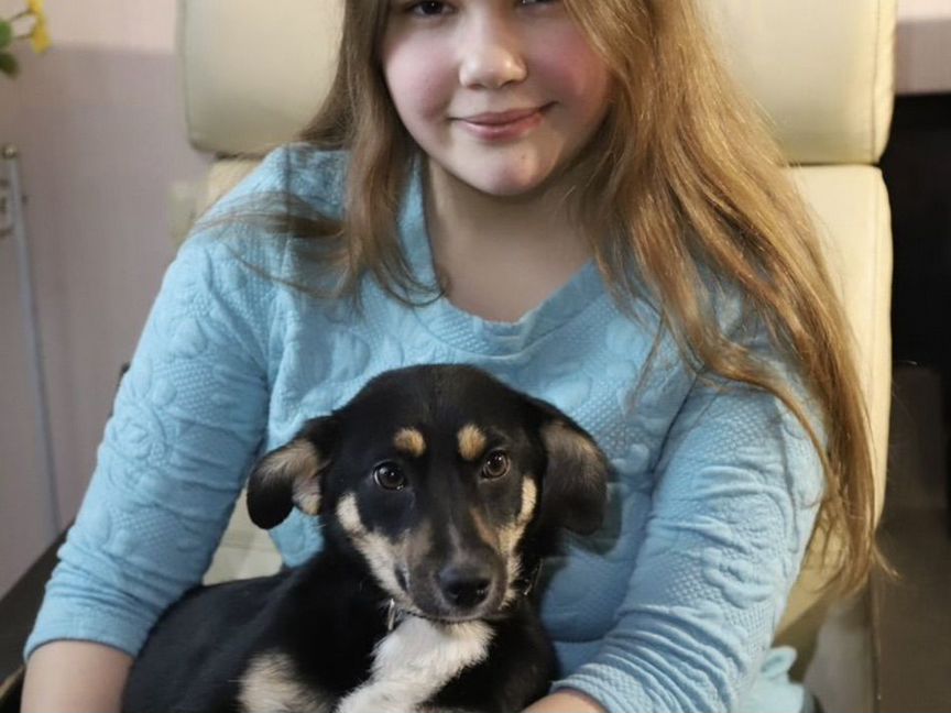 Небольшая собачка Оливия