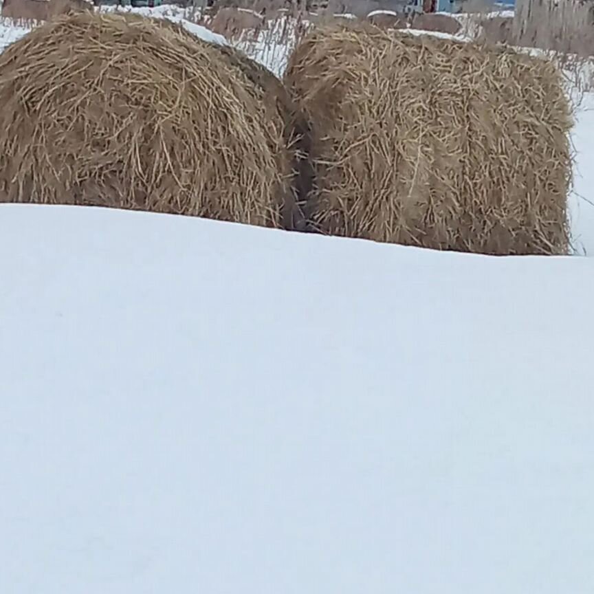 Сено в тюках