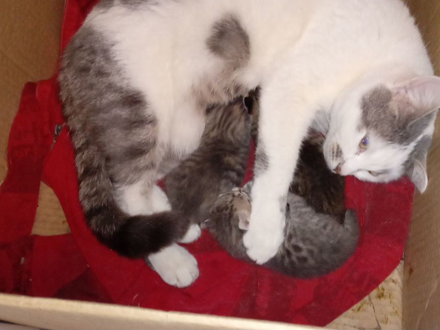 Котята в добрые руки бесплатно