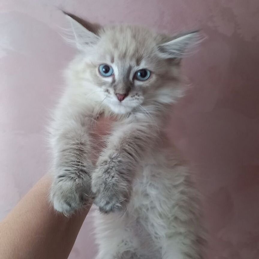 Невская маскарадная