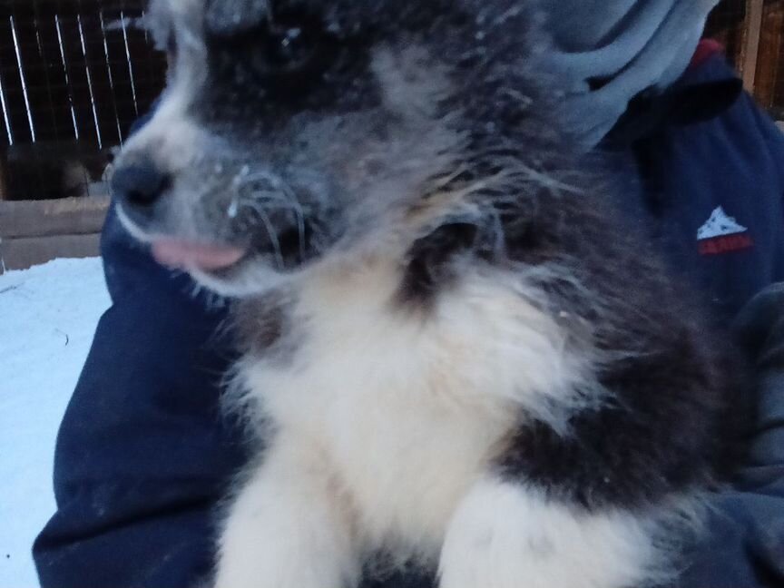 Щенок хаски