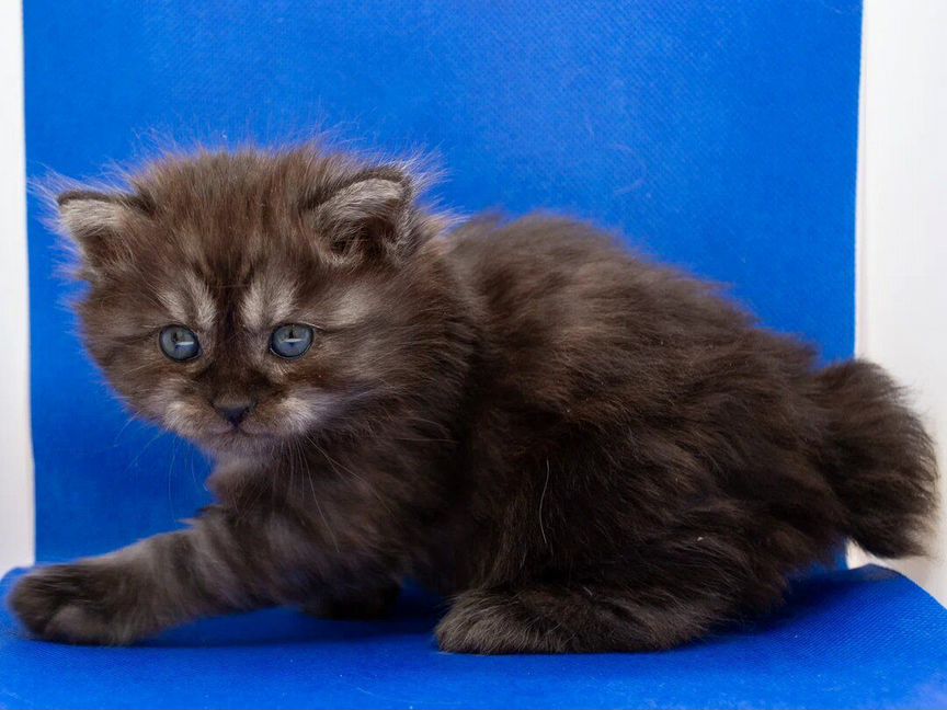 Кошки курильский бобтейл