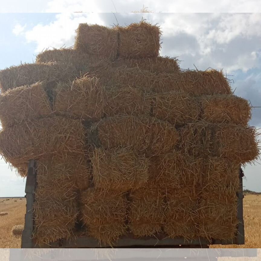 Солома ячменная в тюках