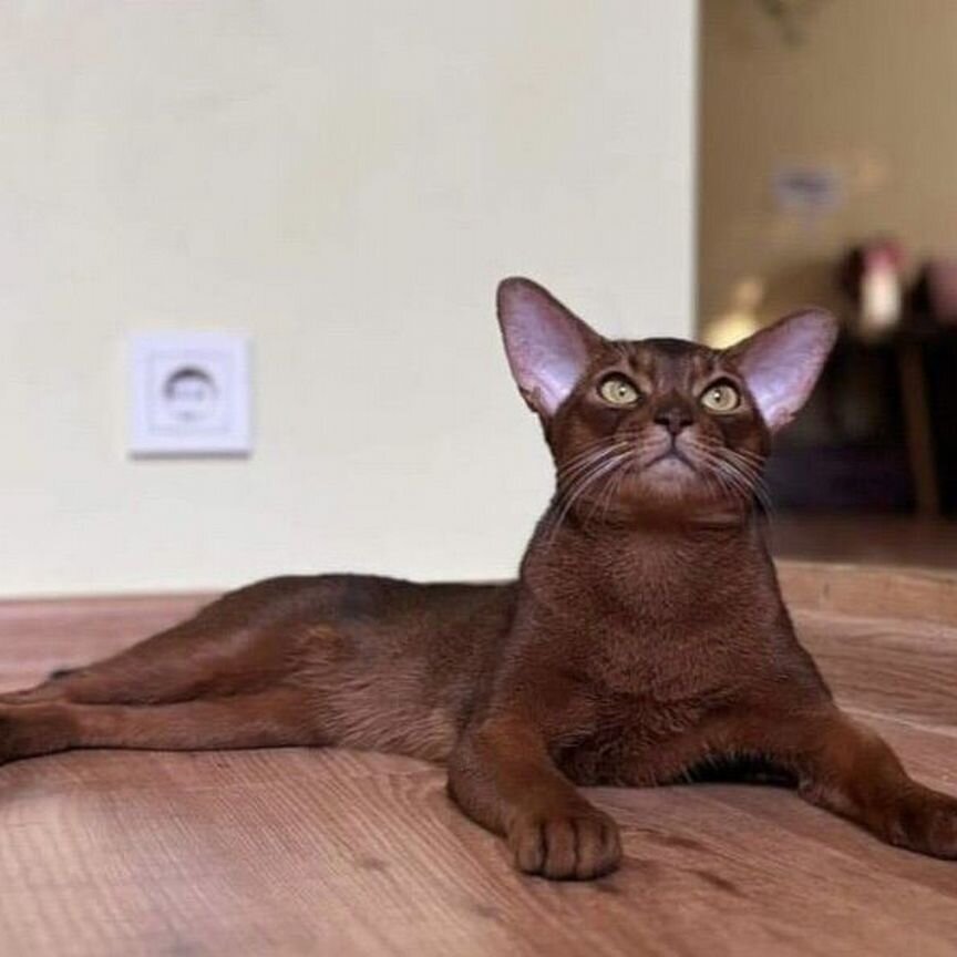 Котик Абиссинский