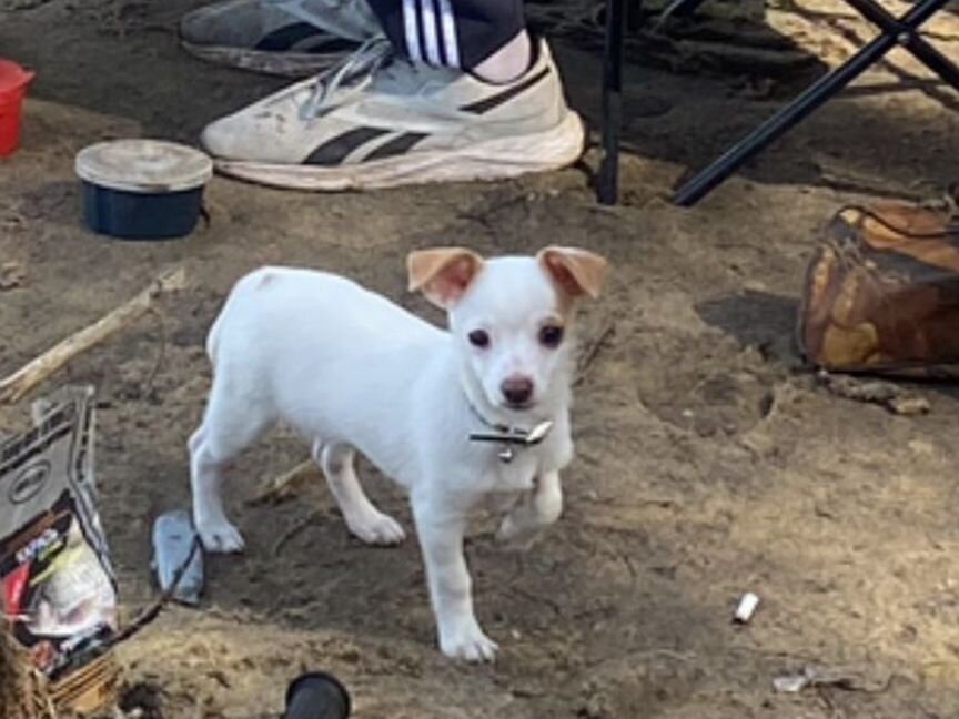 Мини той-терьер