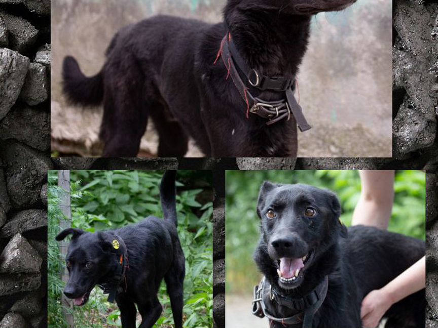 Озорной пёс ищет дом