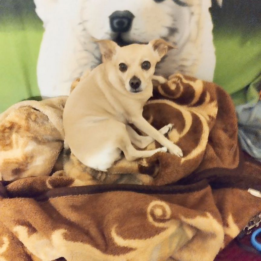 Вязка животных