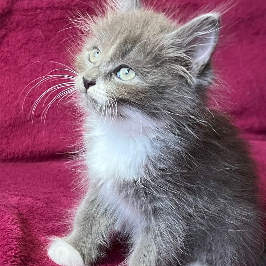 Котенок в добрые руки