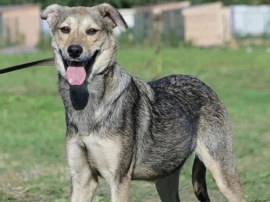 Собака Томила в хорошую семью бесплатно