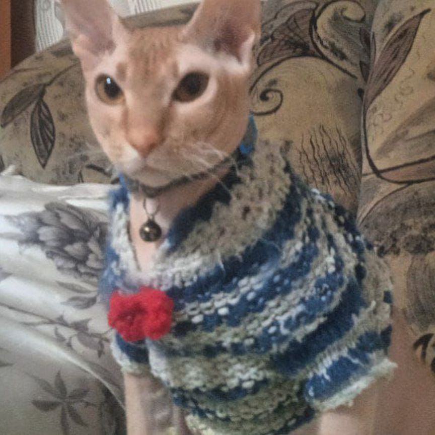 Кот сфинкс