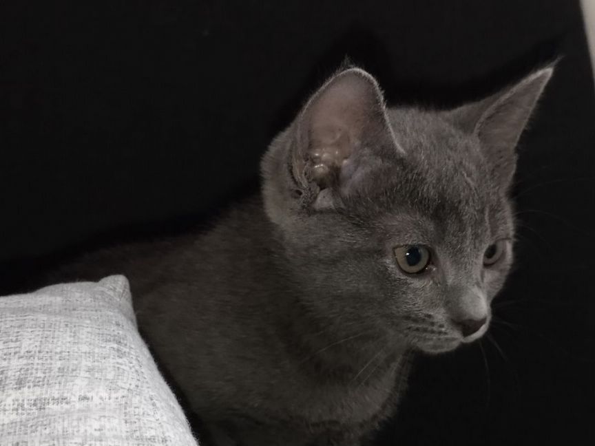 Котята русская голубая в добрые руки