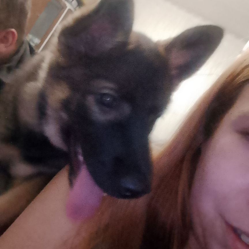 Щенок девочка в добрые руки