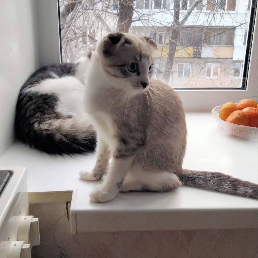 Вислоухая кошечка