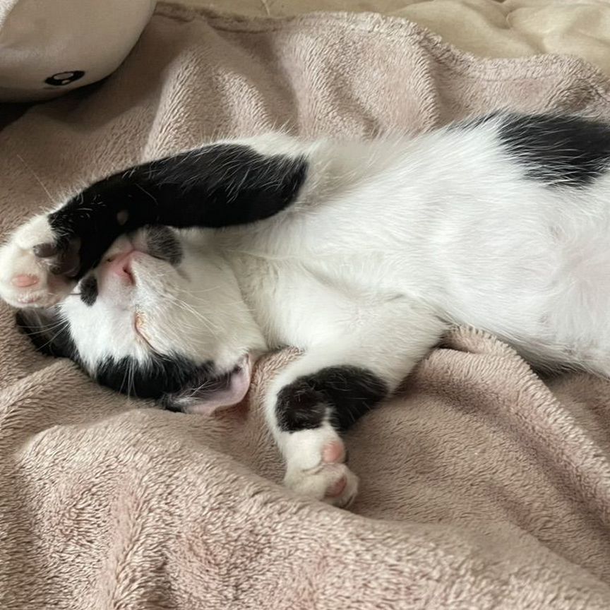 Котёнок в добрые руки