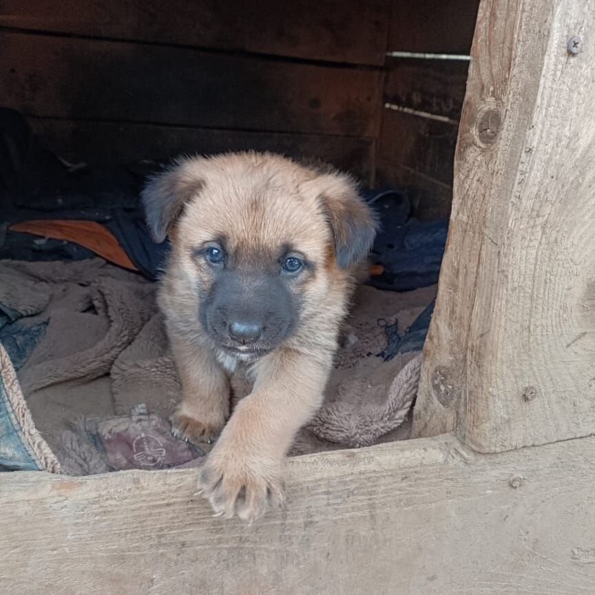 Отдам в хорошие руки собаку