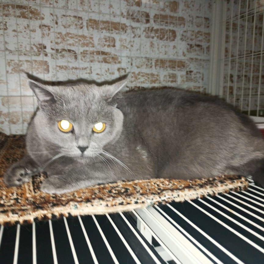 Котейка найденыш