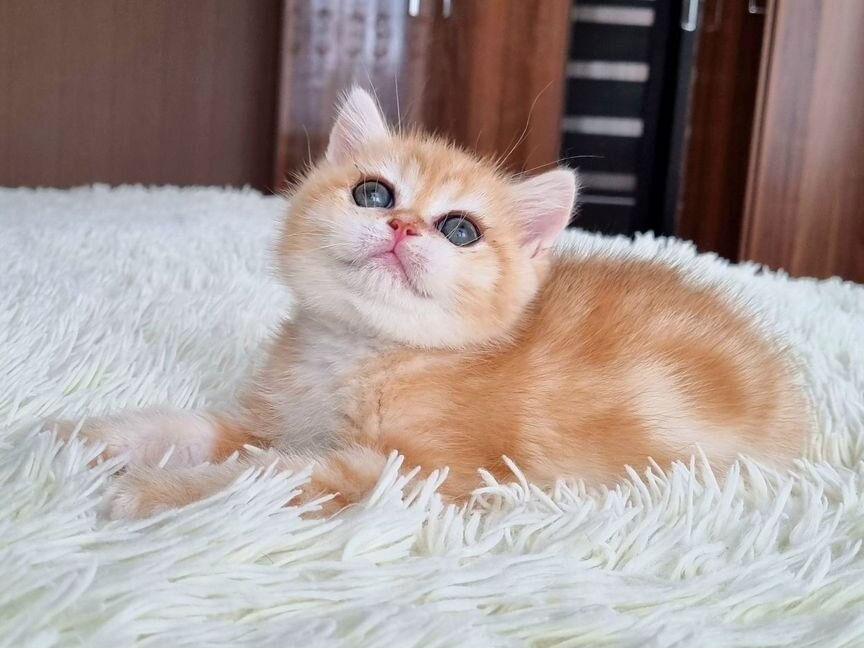 Золотая мраморная малышка