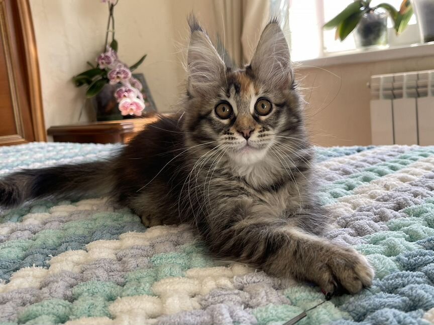 Кошечка мейн кун тикированная черепаха