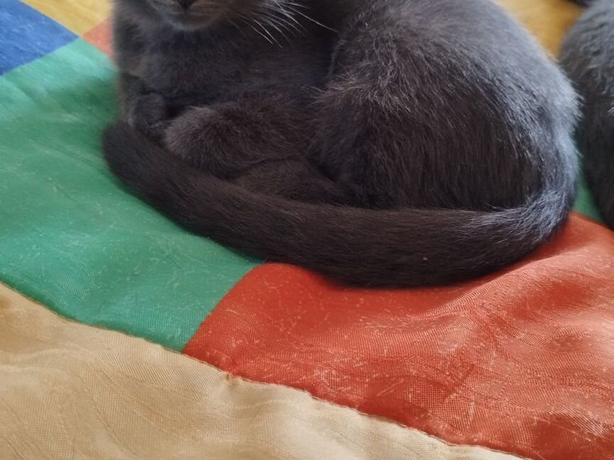 Британские котята