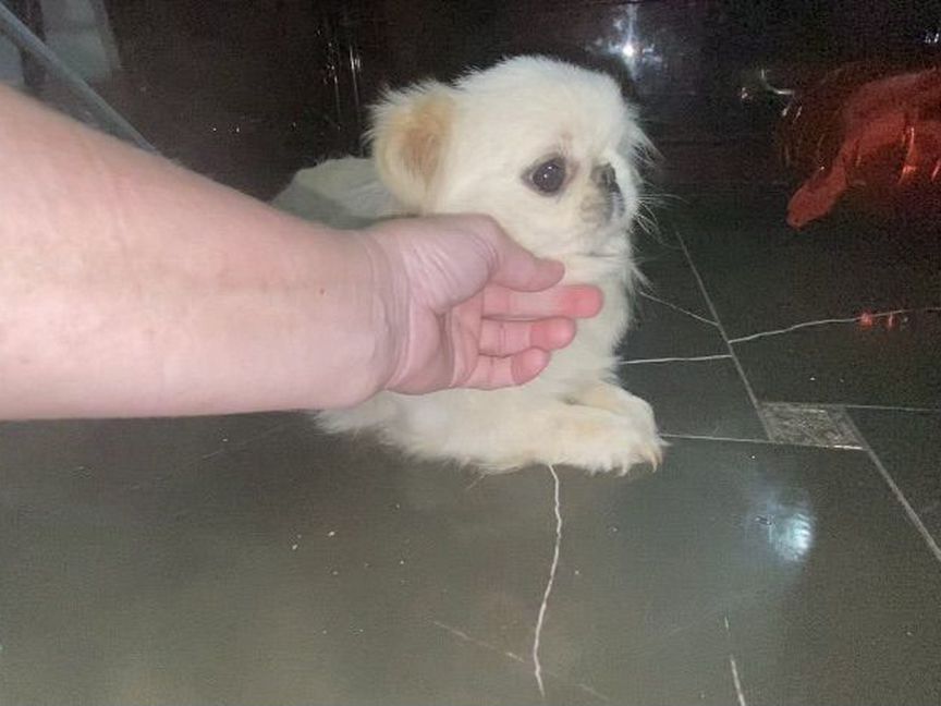 Пекинесочка мини