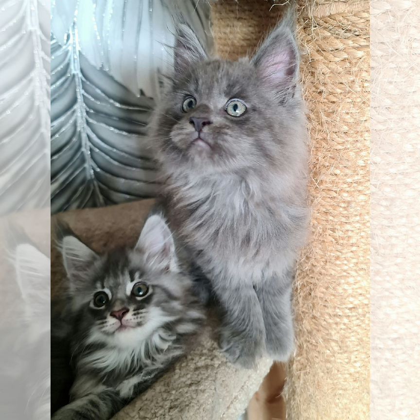 Чистокровные котята мейн-кун