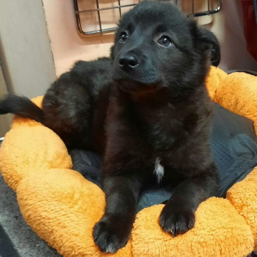 Щенок в добрые руки