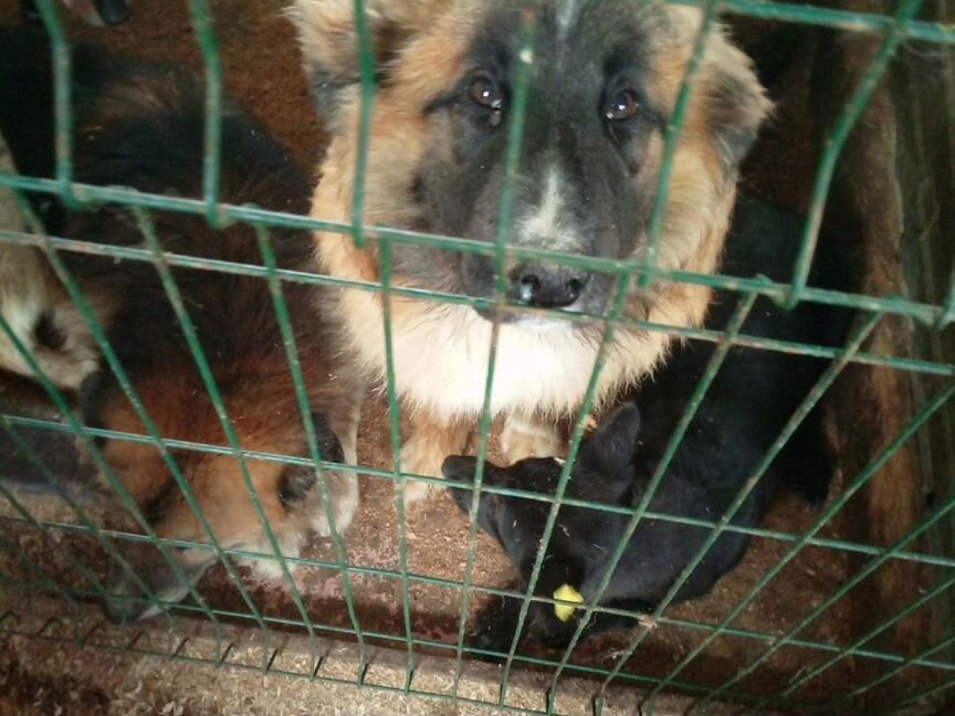 Кавказская овчарка в добрые руки