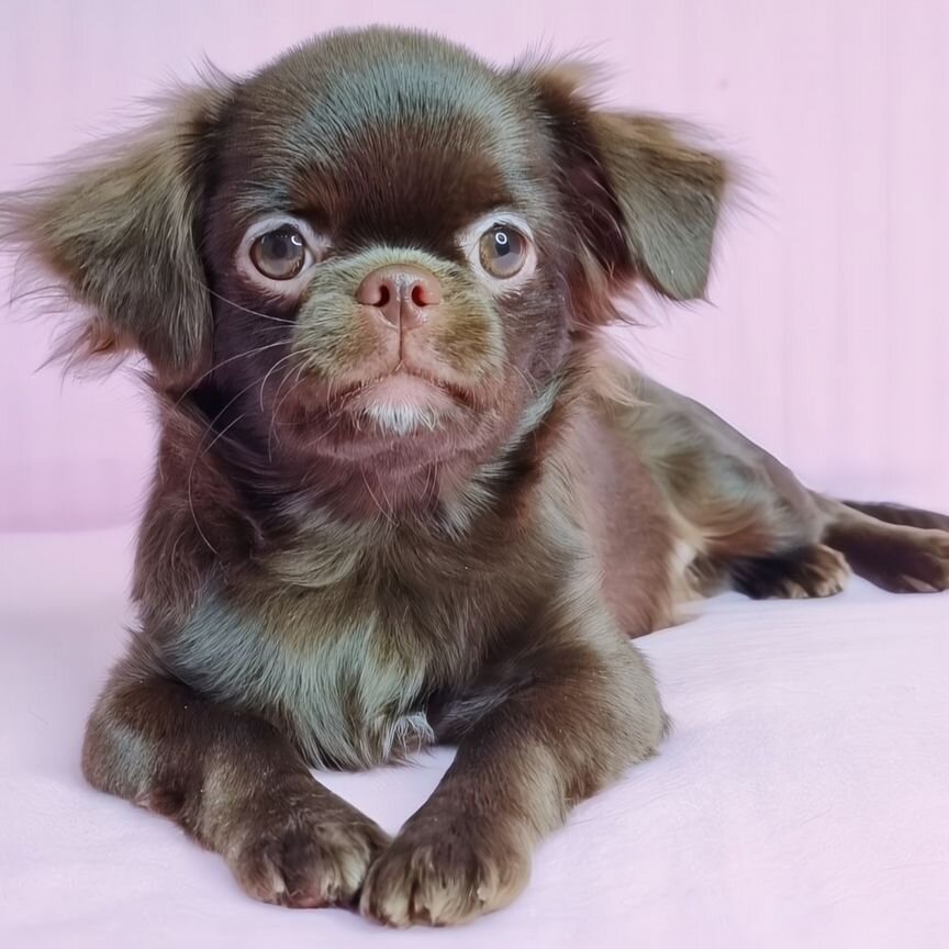 Чихуахуа, щенок