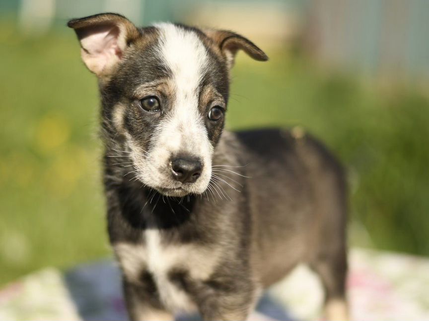 Щенок в добрые руки