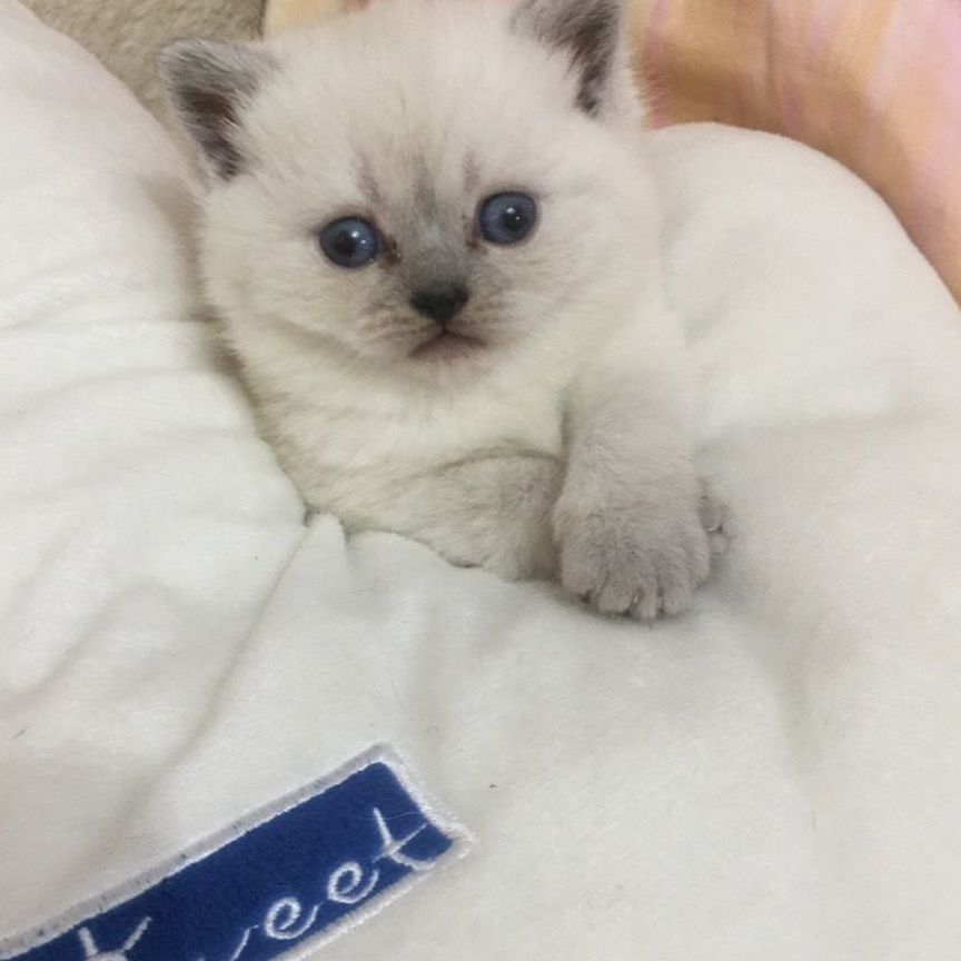 Шотландский прямоухий длинношёрстный котёнок