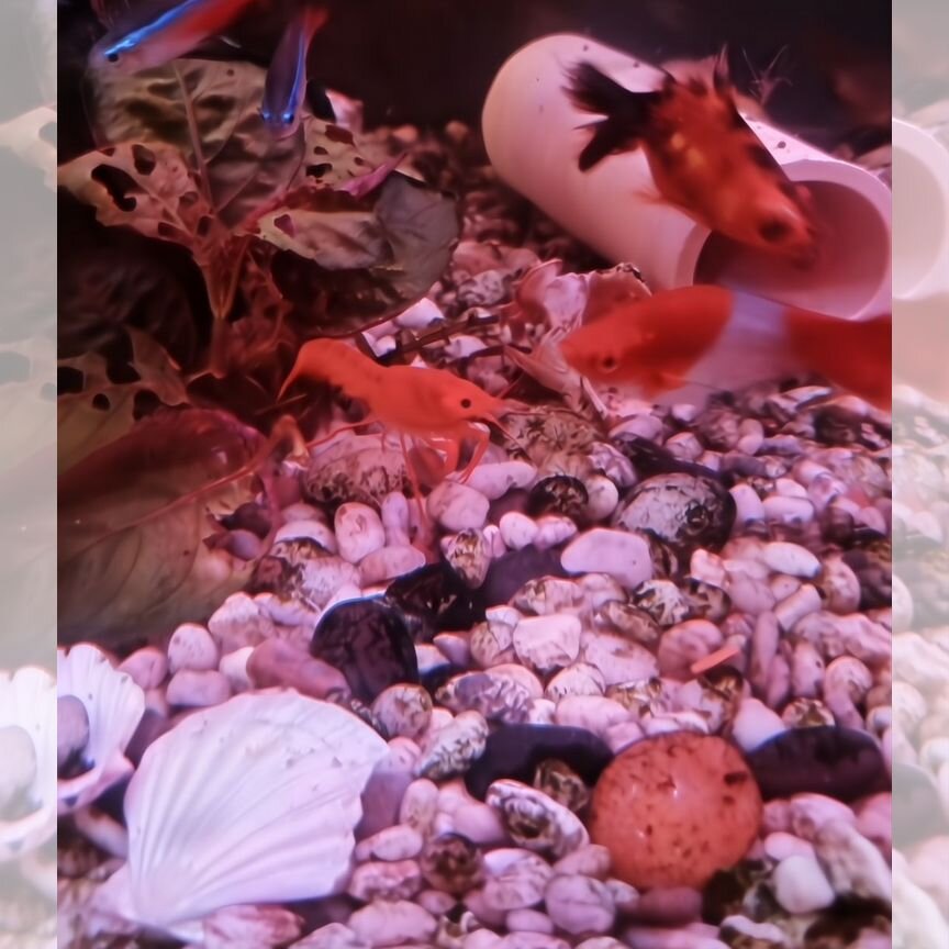 Флоридский красный рак