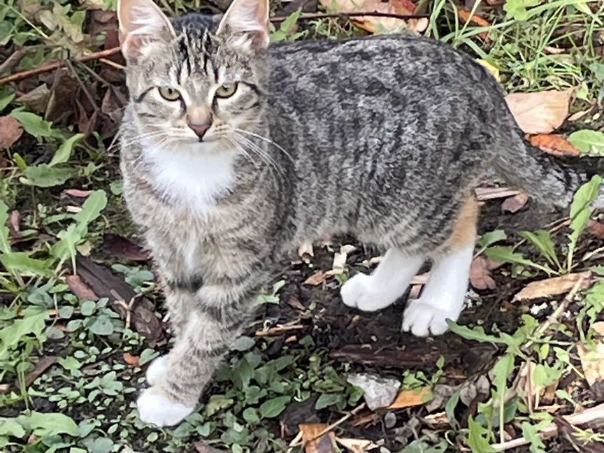 Три котёночка остаются на зиму на даче