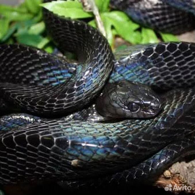 Змея Мангровая Бойга Гимницинкта (gemmicincta)