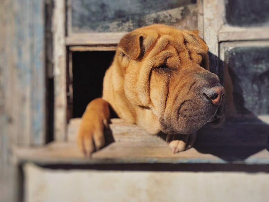 Шарпей в добрые руки