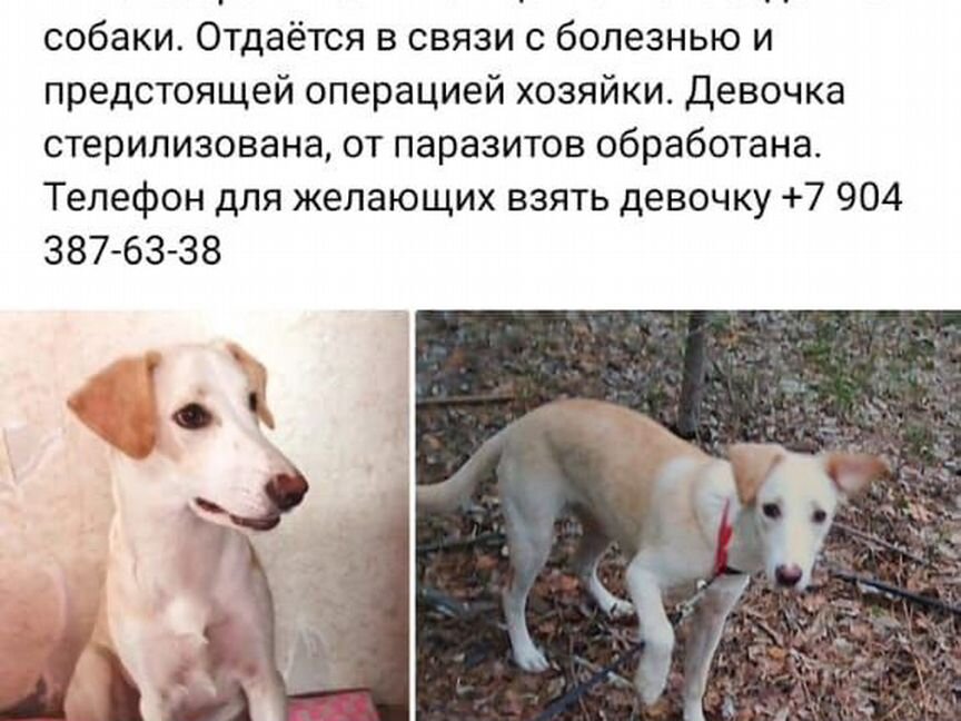 Собаака