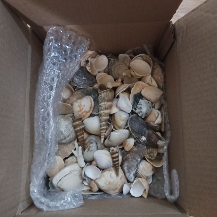 Ракушки для аквариума