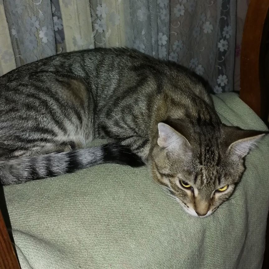 Пиксибоб короткошёрстный котёнок