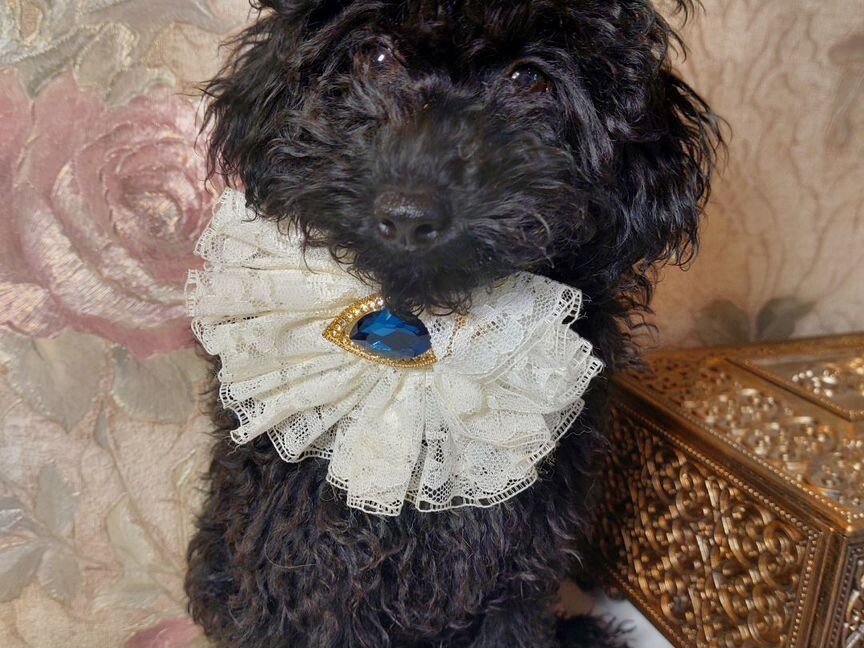 Мальчик той пудель