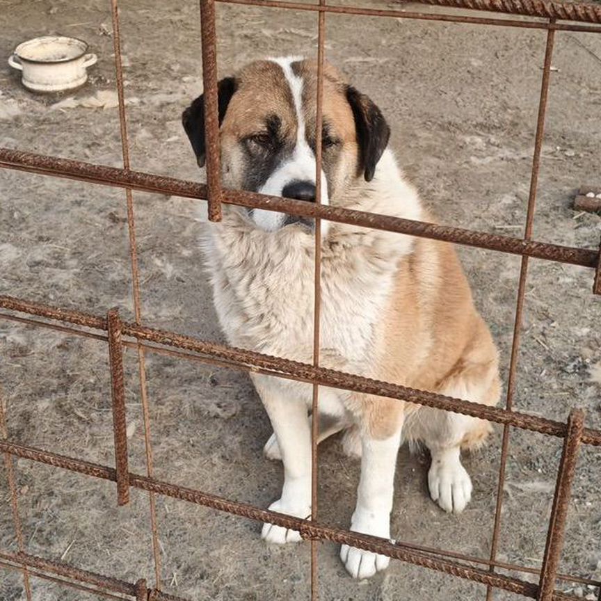 Взрослый пёс в добрые руки