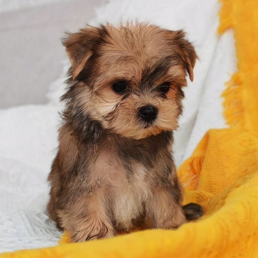 Йоркширский терьер, щенок