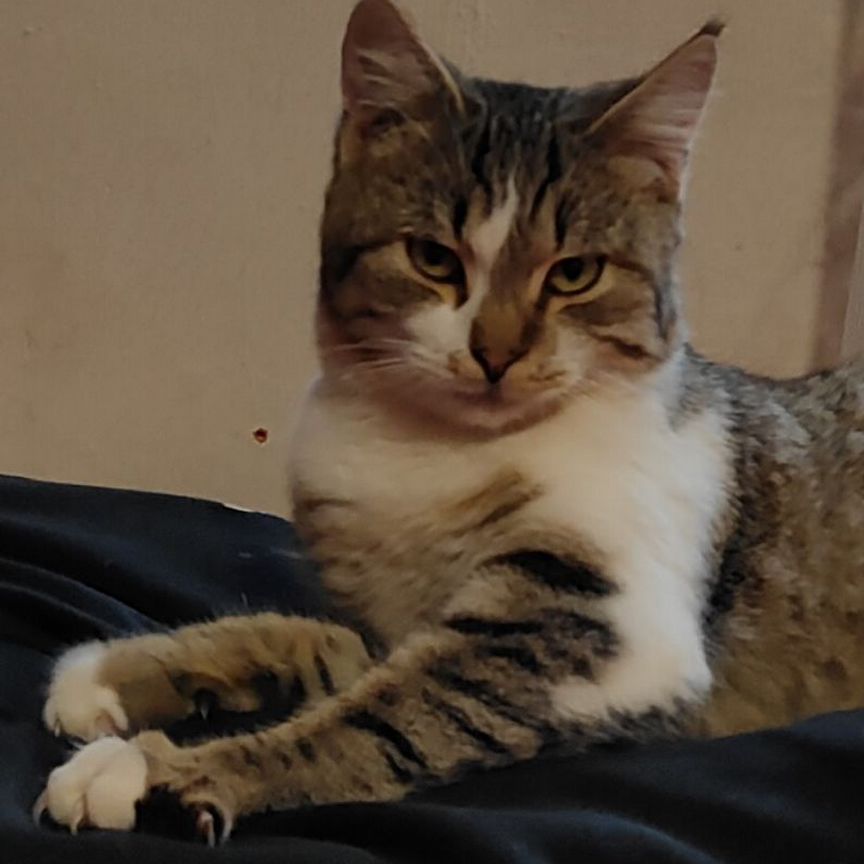 Отдадим в любящие руки