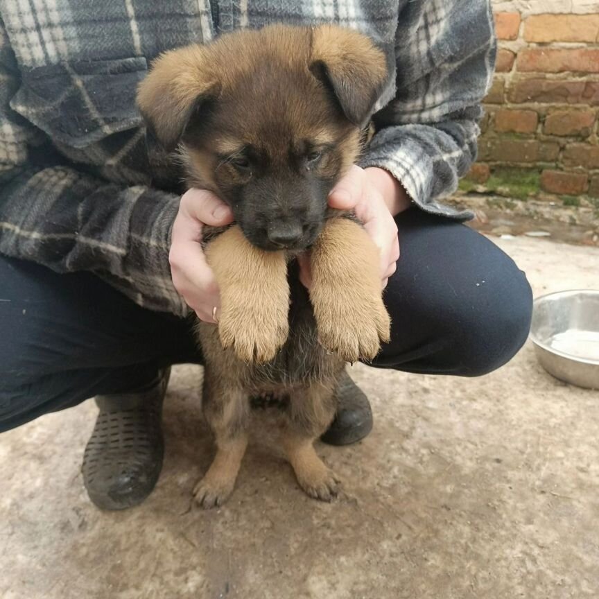 Щенки метисы овчарки в добрые руки